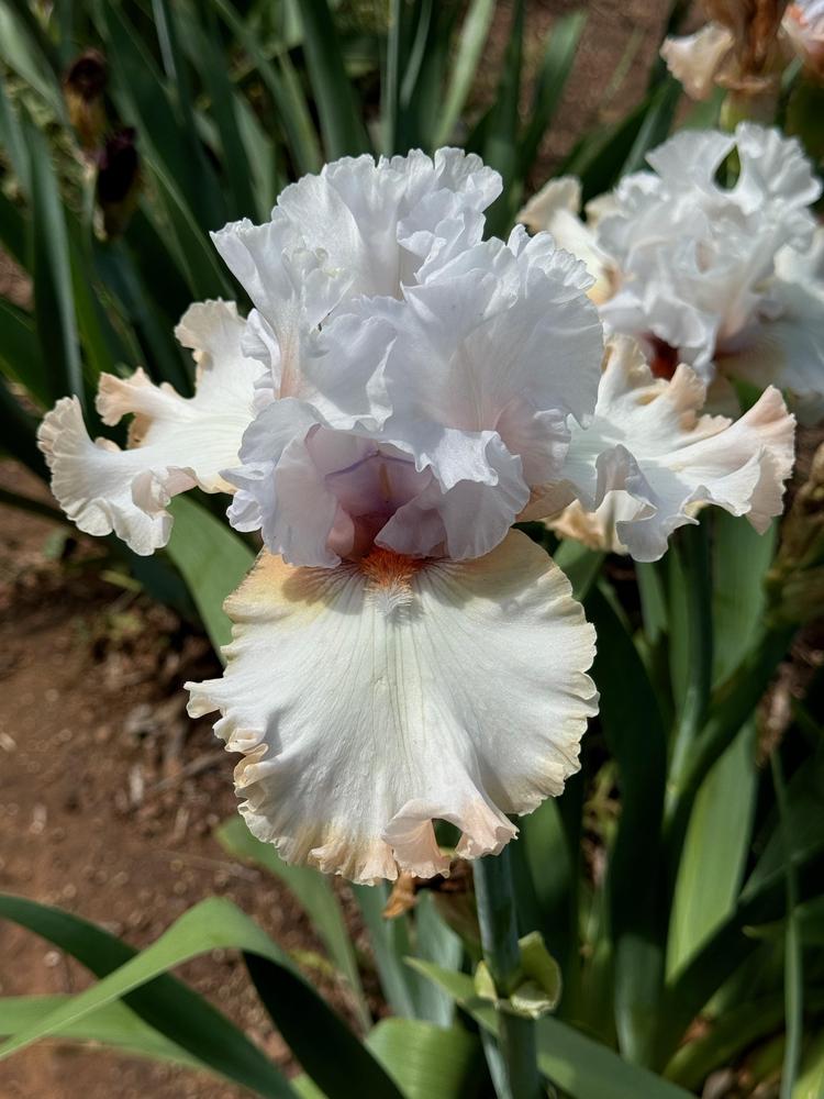Tall Bearded Iris (Iris 'Spare the Stare') in the Irises Database ...