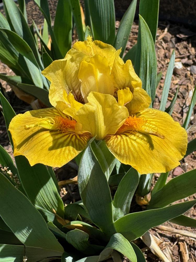 Standard Dwarf Bearded Iris (Iris 'Pin Prick') in the Irises Database ...