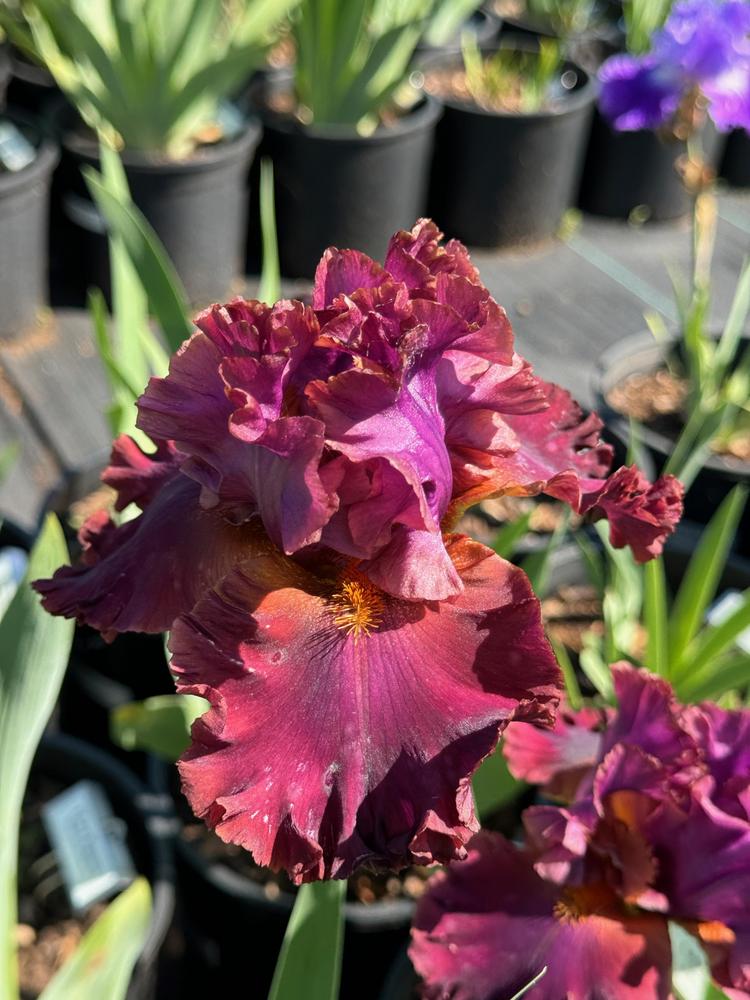 Photo of the bloom of Tall Bearded Iris (Iris 'Cherry on Top') posted by Winklemanmr - Garden.org