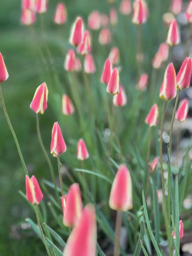 Lady Tulip (Tulipa clusiana 'Tinka') in the Tulips Database - Garden.org