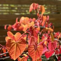 Photo of the leaves of Eastern Redbud (Cercis canadensis Flame Thrower ...
