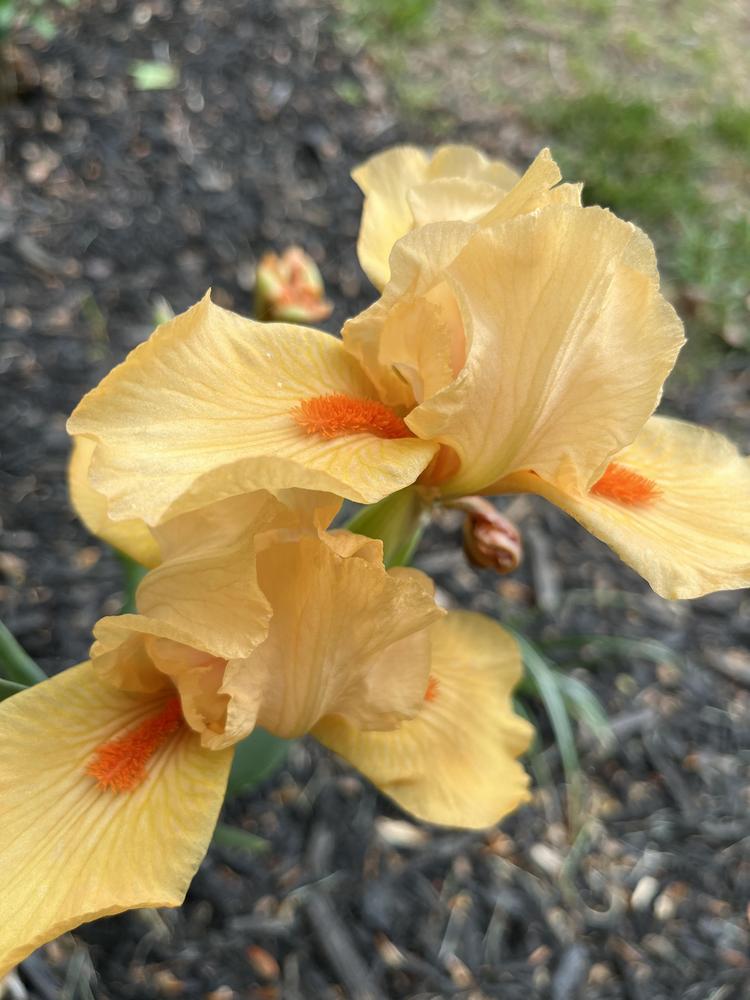 Photo of the bloom of Intermediate Bearded Iris (Iris 'Sunny Dawn ...