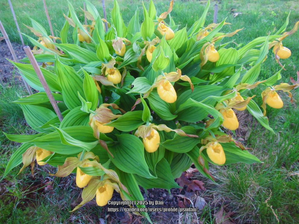 Photo of the entire plant of Yellow Lady's Slipper Orchid (Cypripedium ...