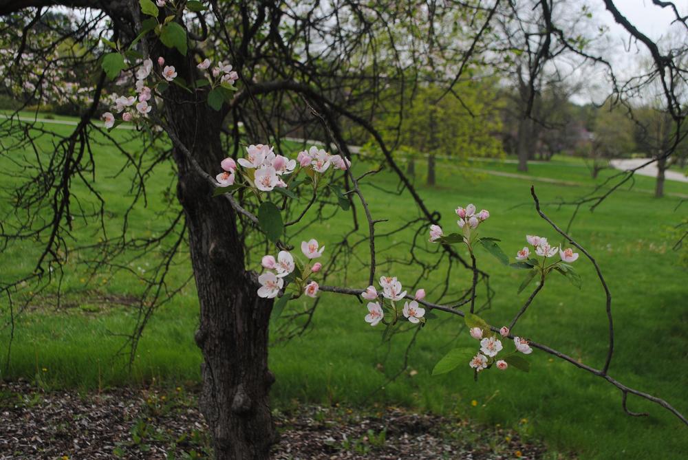 Photo of the bloom of Sweet Crabapple (Malus coronaria) posted by ...
