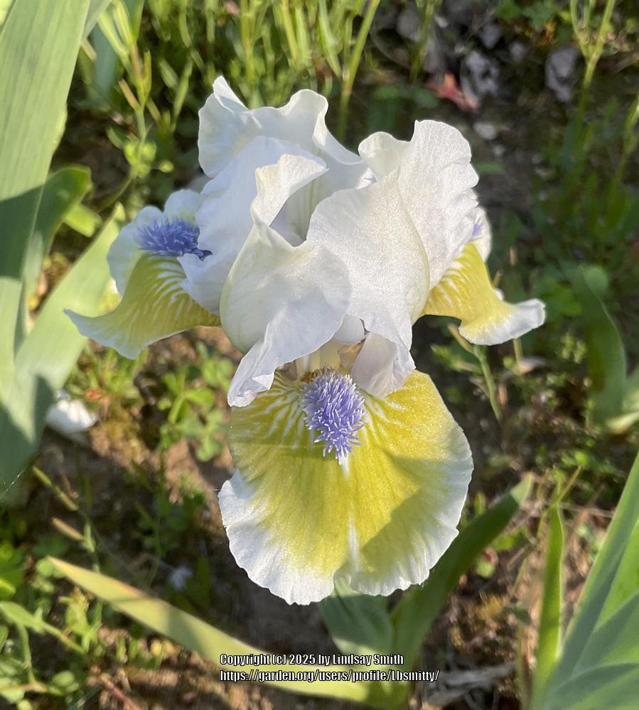 Photo of the bloom of Standard Dwarf Bearded Iris (Iris 'Sky and Meadow') posted by Lbsmitty ...