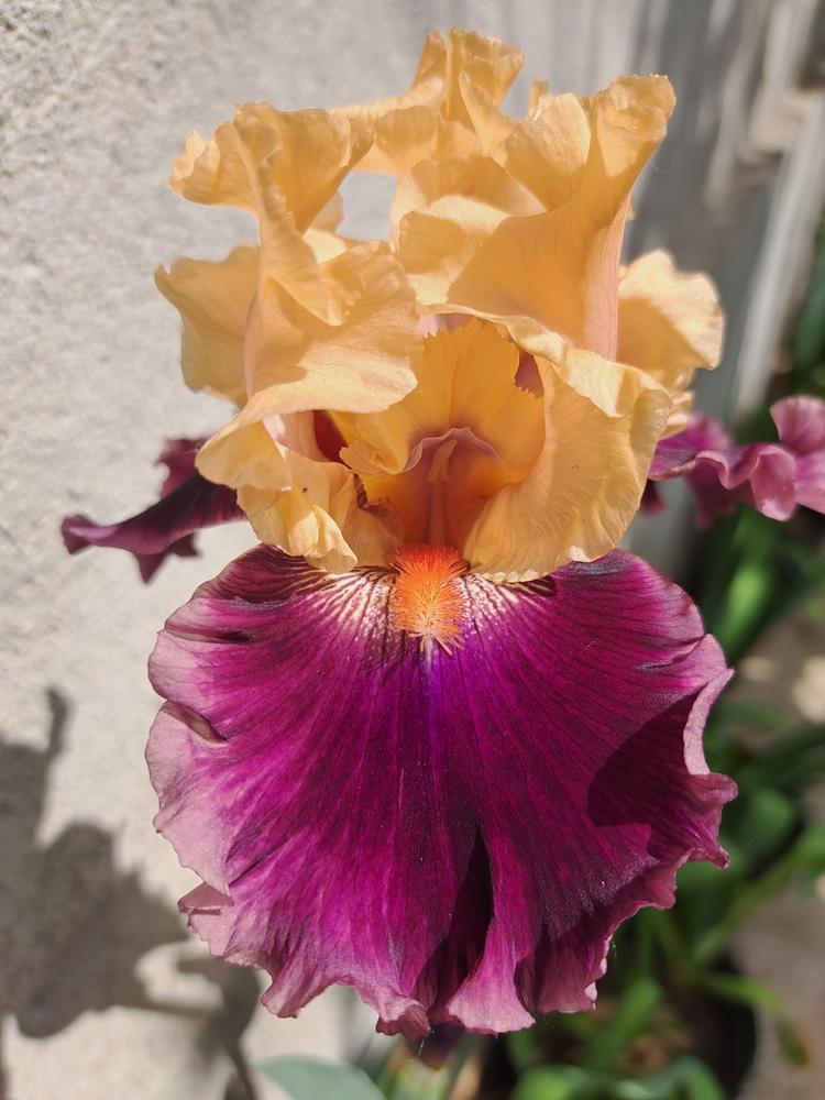 Photo of the bloom of Tall Bearded Iris (Iris 'Rasputin') posted by ...