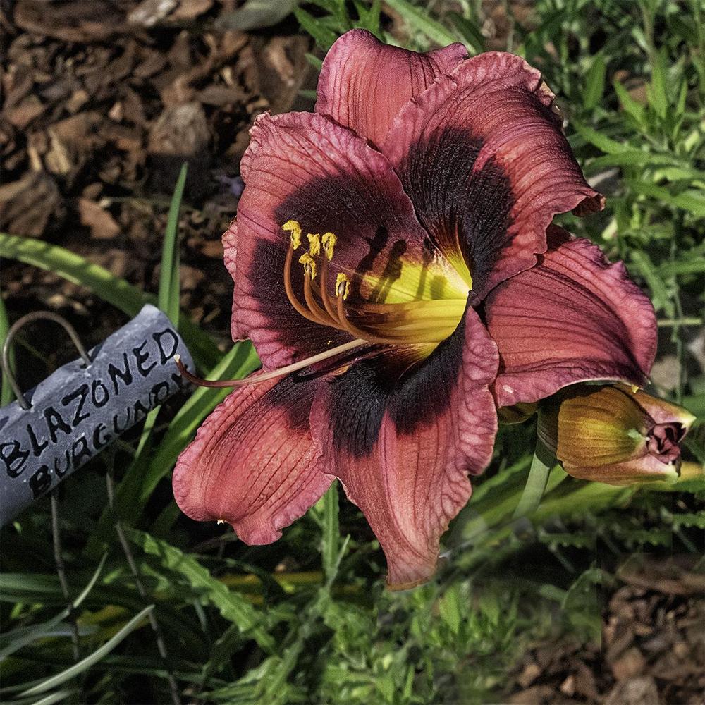 Photo of the bloom of Daylily (Hemerocallis 'Blazoned Burgundy') posted ...