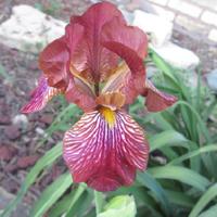 Photo of the bloom of Miniature Tall Bearded Iris (Iris 'Black Cherry Sorbet') posted by tveguy3 ...