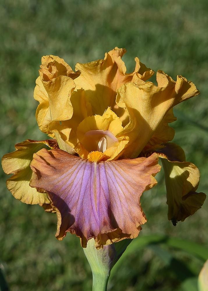 Photo of the bloom of Border Bearded Iris (Iris 'Act Two') posted by ...