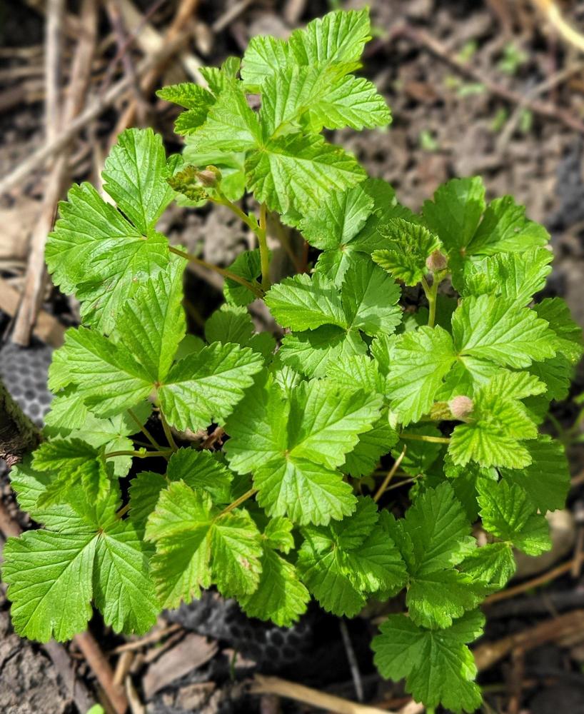 Photo of the entire plant of Arctic Raspberry (Rubus arcticus) posted ...