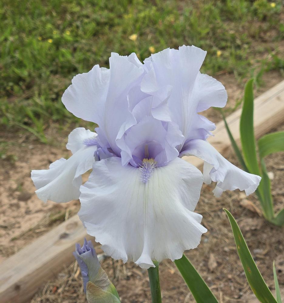 Photo of the bloom of Tall Bearded Iris (Iris 'Silver Silk') posted by Bitoftrouble - Garden.org