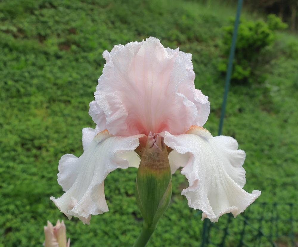 Tall Bearded Iris (Iris 'Island Blush') in the Irises Database - Garden.org
