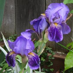 Tall Bearded Iris (Iris 'Monsignor') in the Irises Database - Garden.org