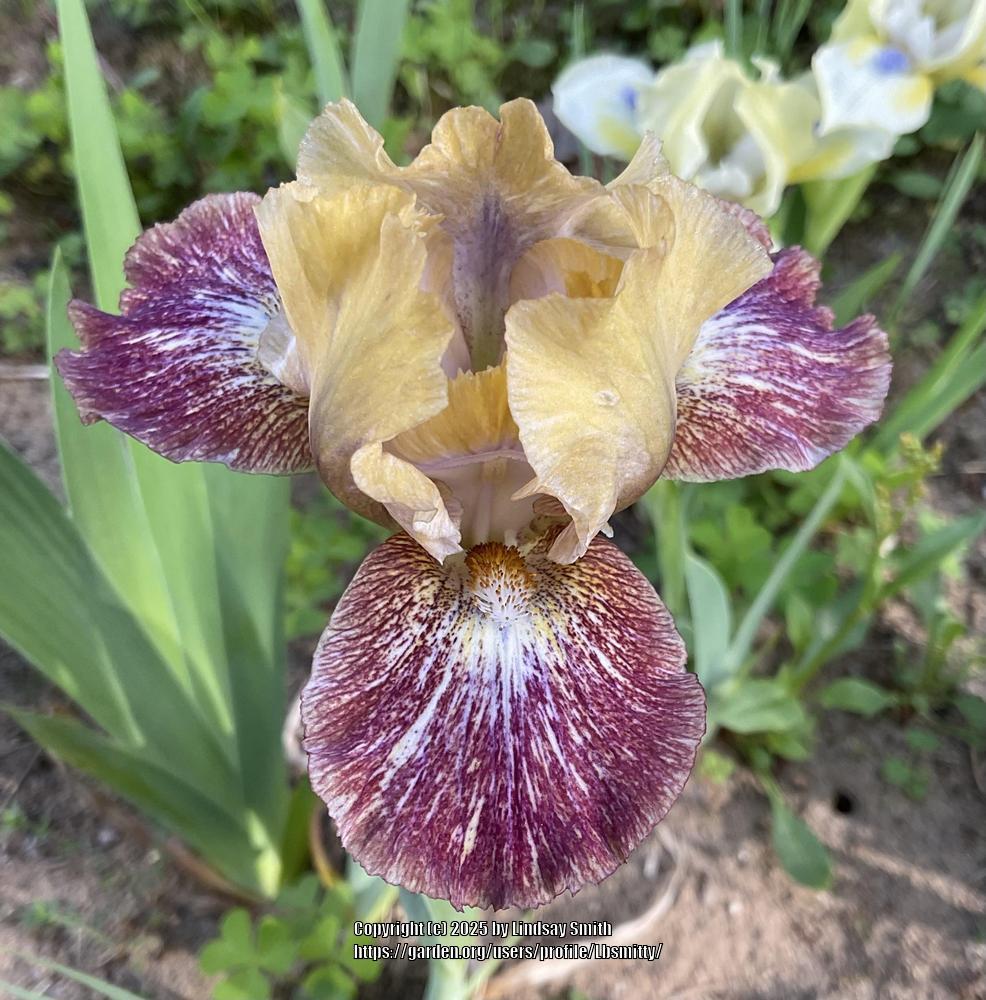 Photo of the bloom of Standard Dwarf Bearded Iris (Iris 'Circus Act') posted by Lbsmitty ...