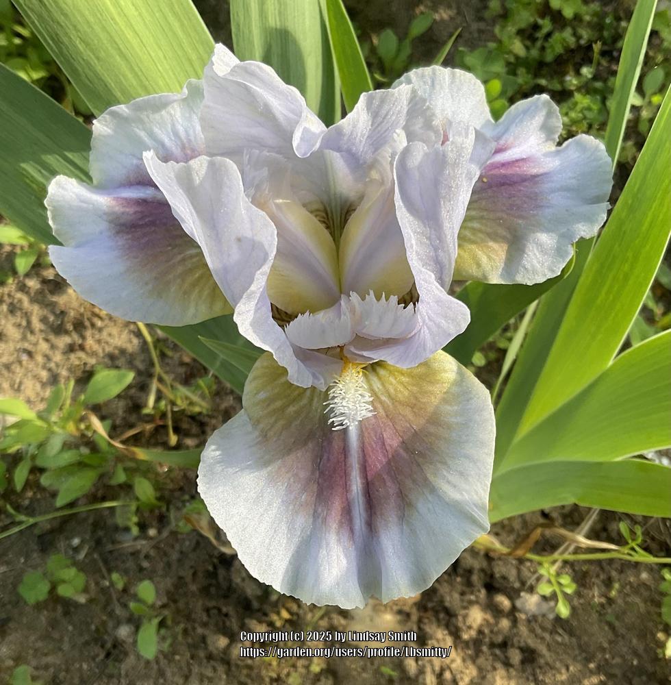Photo of the bloom of Standard Dwarf Bearded Iris (Iris 'Cutie Patootie') posted by Lbsmitty ...
