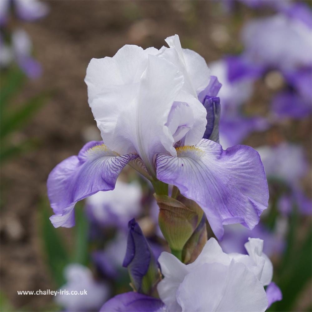 Photo of the bloom of Intermediate Bearded Iris (Iris 'Walmer Castle ...