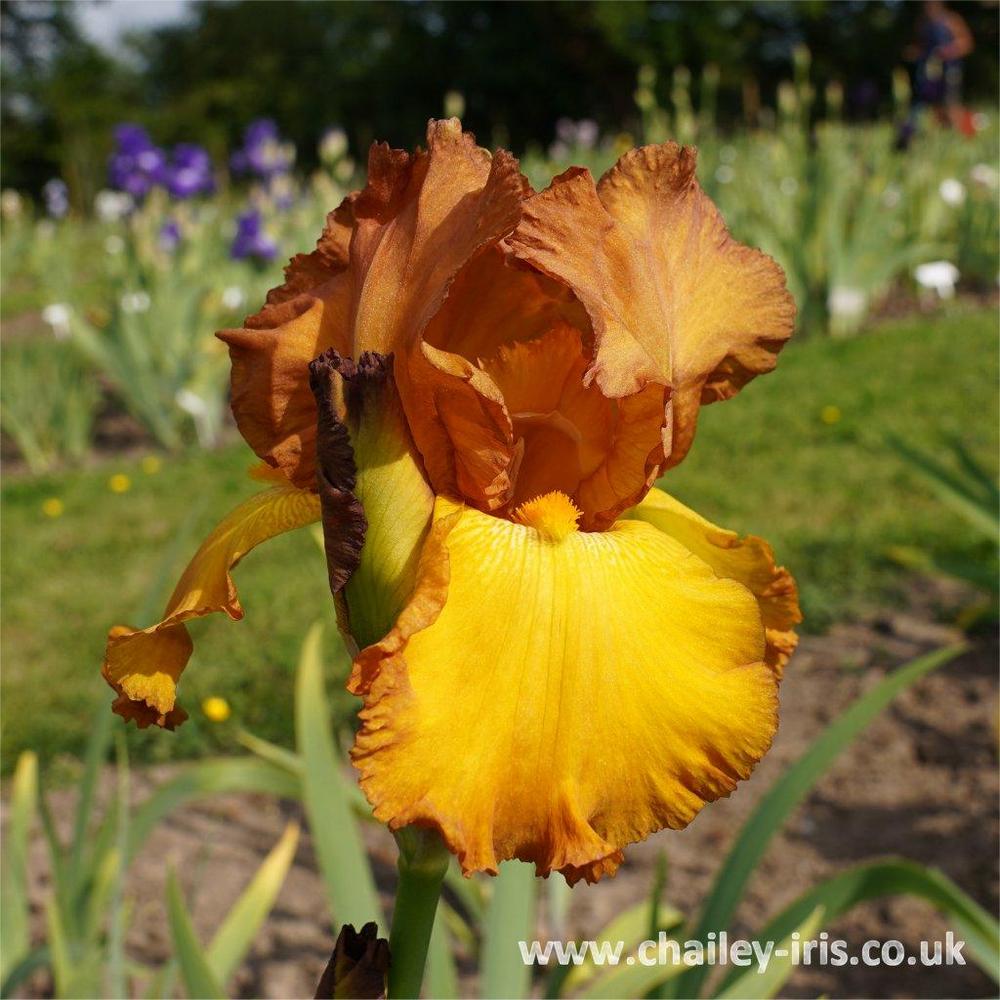 Photo of the bloom of Tall Bearded Iris (Iris 'Boy Friend') posted by ...