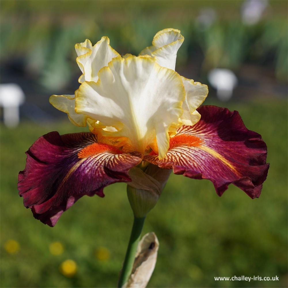 Photo of the bloom of Tall Bearded Iris (Iris 'Singularity') posted by ...