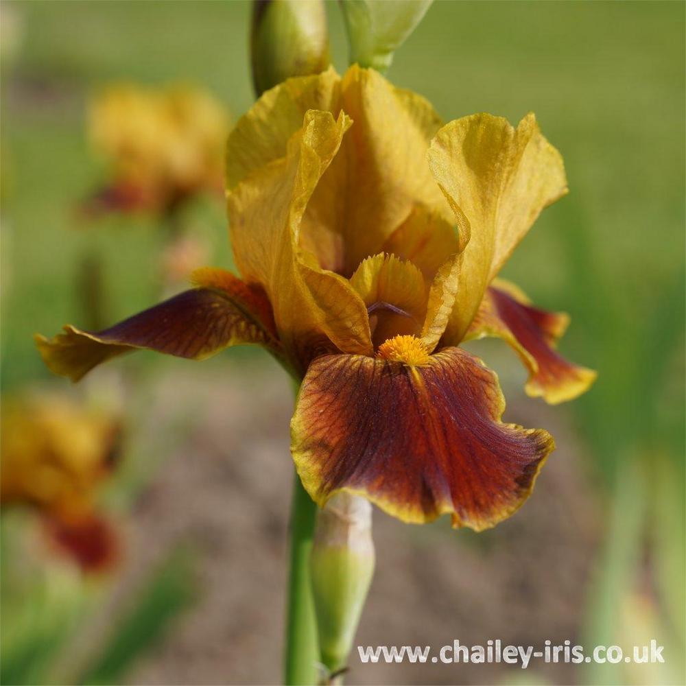 Photo of the bloom of Intermediate Bearded Iris (Iris 'Hissy-Fit') posted by jeffa - Garden.org