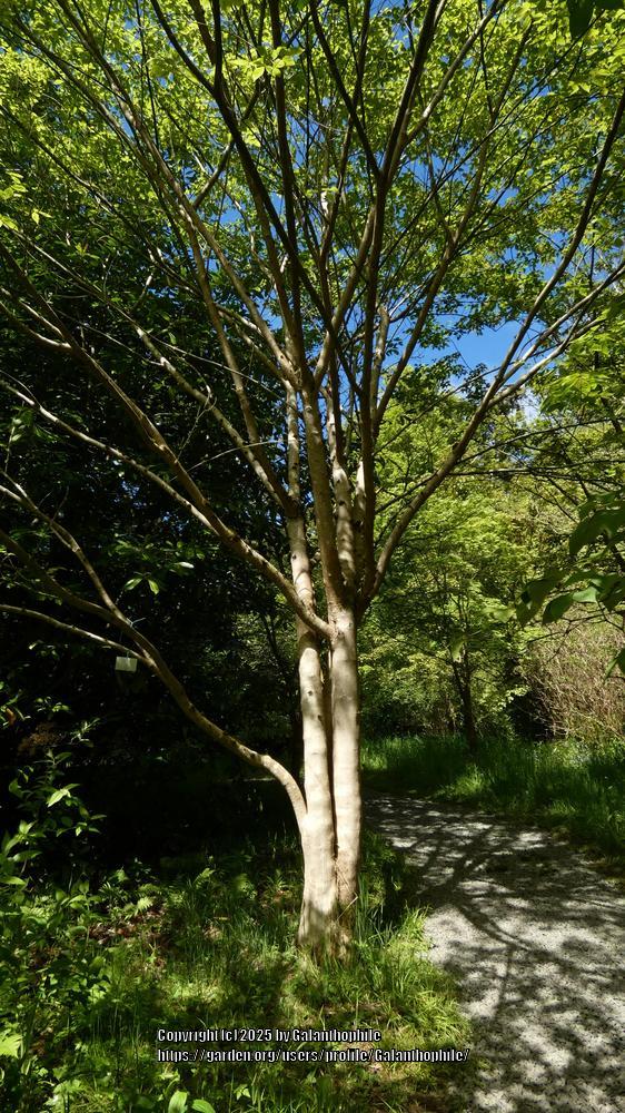 Henry's Maple (Acer henryi) - Garden.org