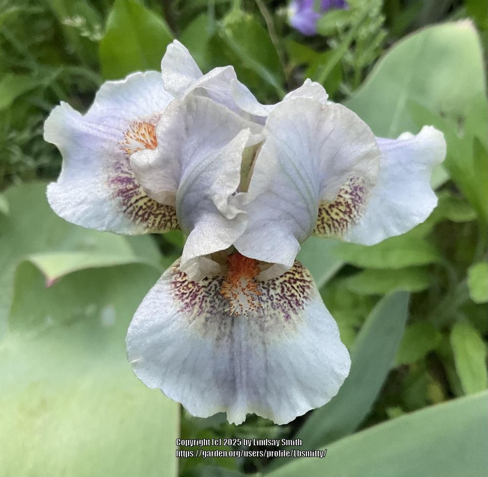 Photo of the bloom of Standard Dwarf Bearded Iris (Iris 'Freckle ...