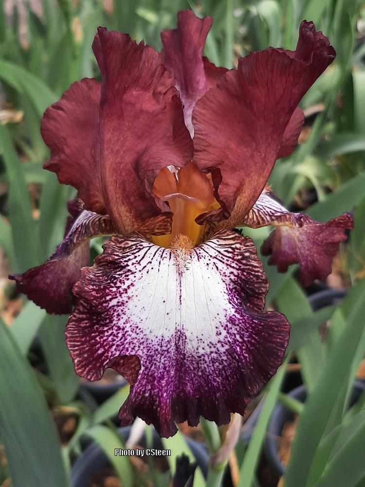 Tall Bearded Iris (Iris 'Splash o' Wine') in the Irises Database ...