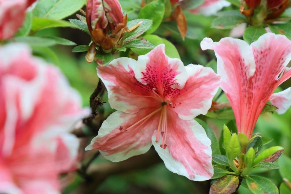 Photo of the bloom of Azalea (Rhododendron 'Ben Morrison') posted by ...