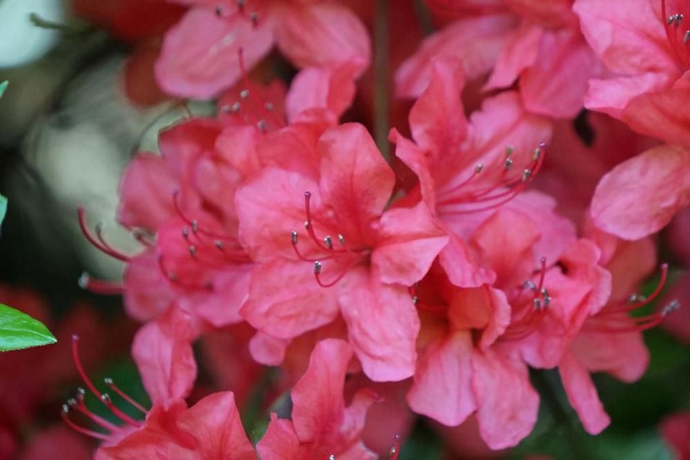 Photo of the bloom of Rhododendron 'Aladdin' posted by RuuddeBlock ...