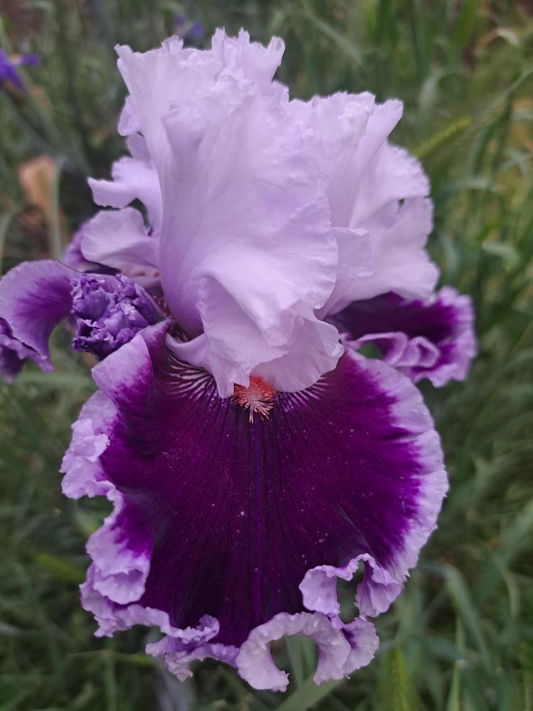 Photo of the bloom of Tall Bearded Iris (Iris 'Daring Deception') posted by Senta - Garden.org