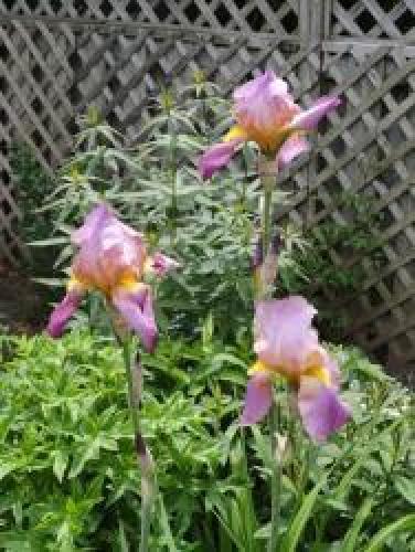 Iris 'Midgard' in the Irises forum - Garden.org