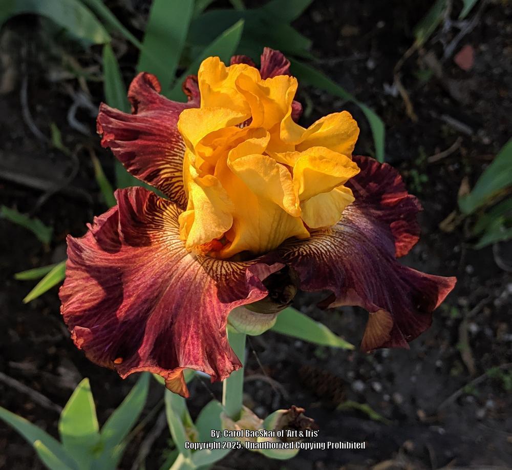 Tall Bearded Iris (Iris 'Chocolate Delight') in the Irises Database ...