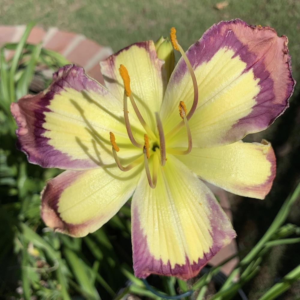 Photo of the bloom of Daylily (Hemerocallis 'Crazy Feathers') posted by Betja - Garden.org