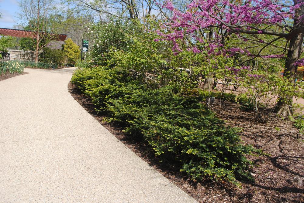 Anglo-Japanese Yew (Taxus 'Everlow') - Garden.org
