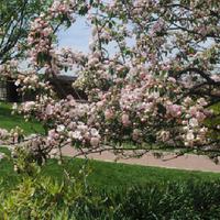 Photo of the bloom of Flowering Crabapple (Malus Brandywine®) posted by ...