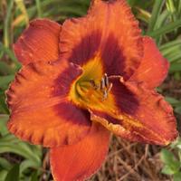 Photo of the bloom of Daylily (Hemerocallis 'Mighty Chestnut') posted by Kayakcowgirl - Garden.org