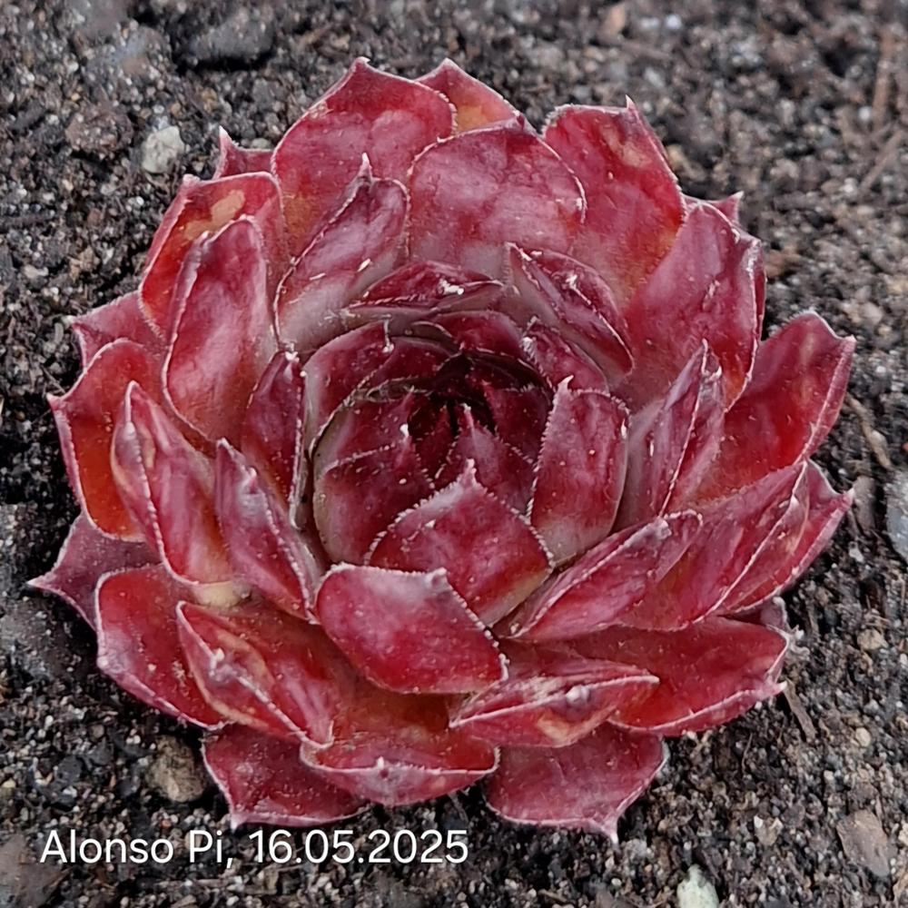 Hens and Chicks (Sempervivum 'Alonso Pi') in the Sempervivum Database ...