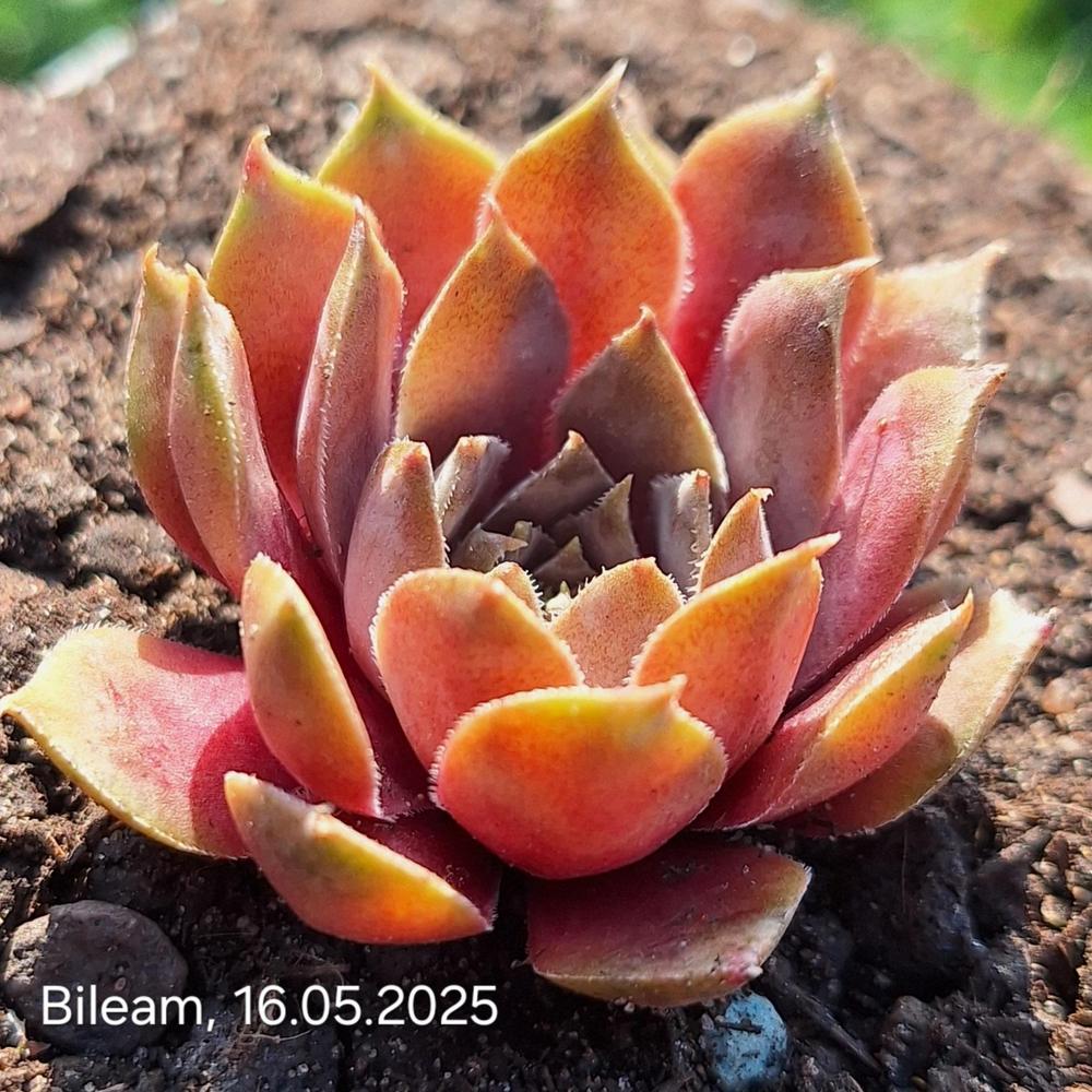 Hens and Chicks (Sempervivum 'Bileam') in the Sempervivum Database ...