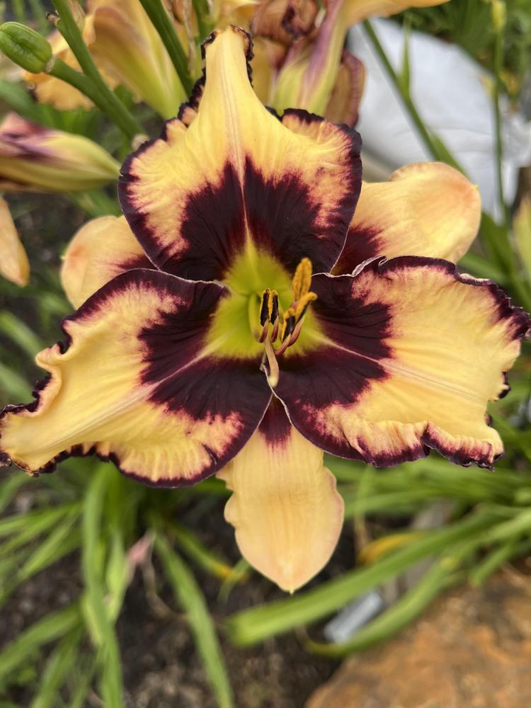 Daylily (Hemerocallis 'Roxy Roo') in the Daylilies Database - Garden.org