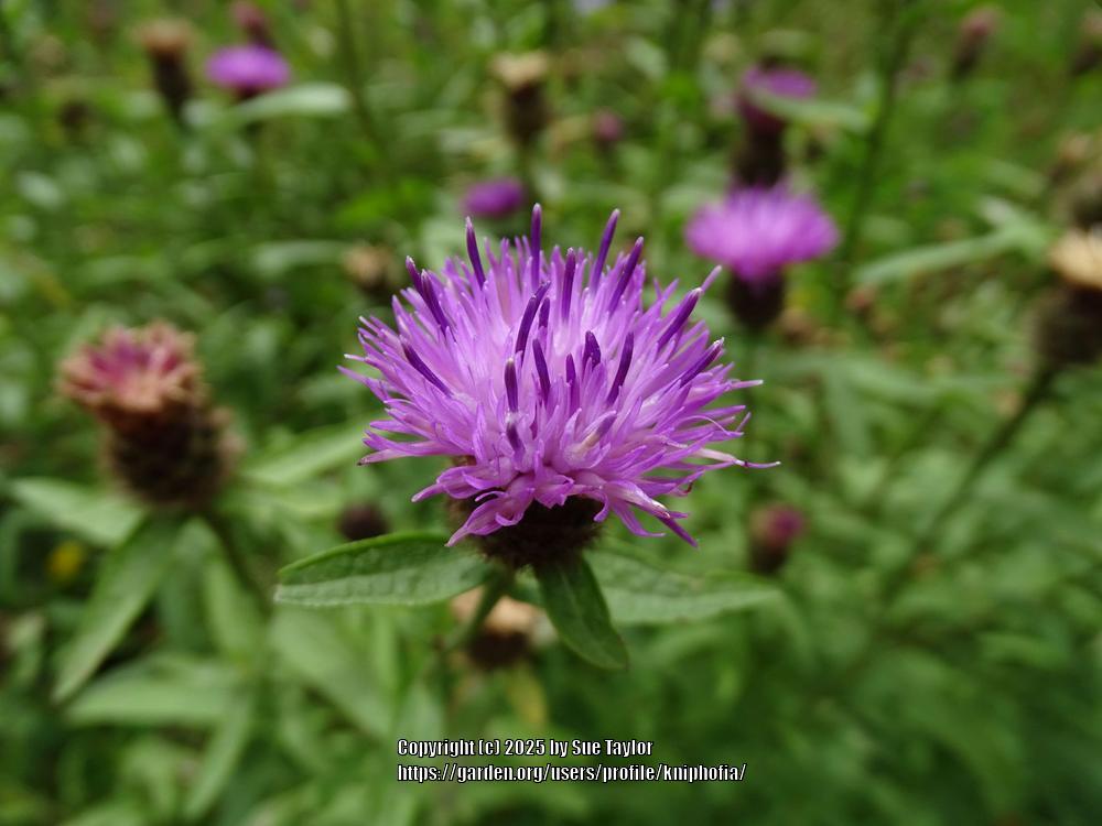 Photo of the bloom of Lesser Knapweed (Centaurea nigra) posted by ...