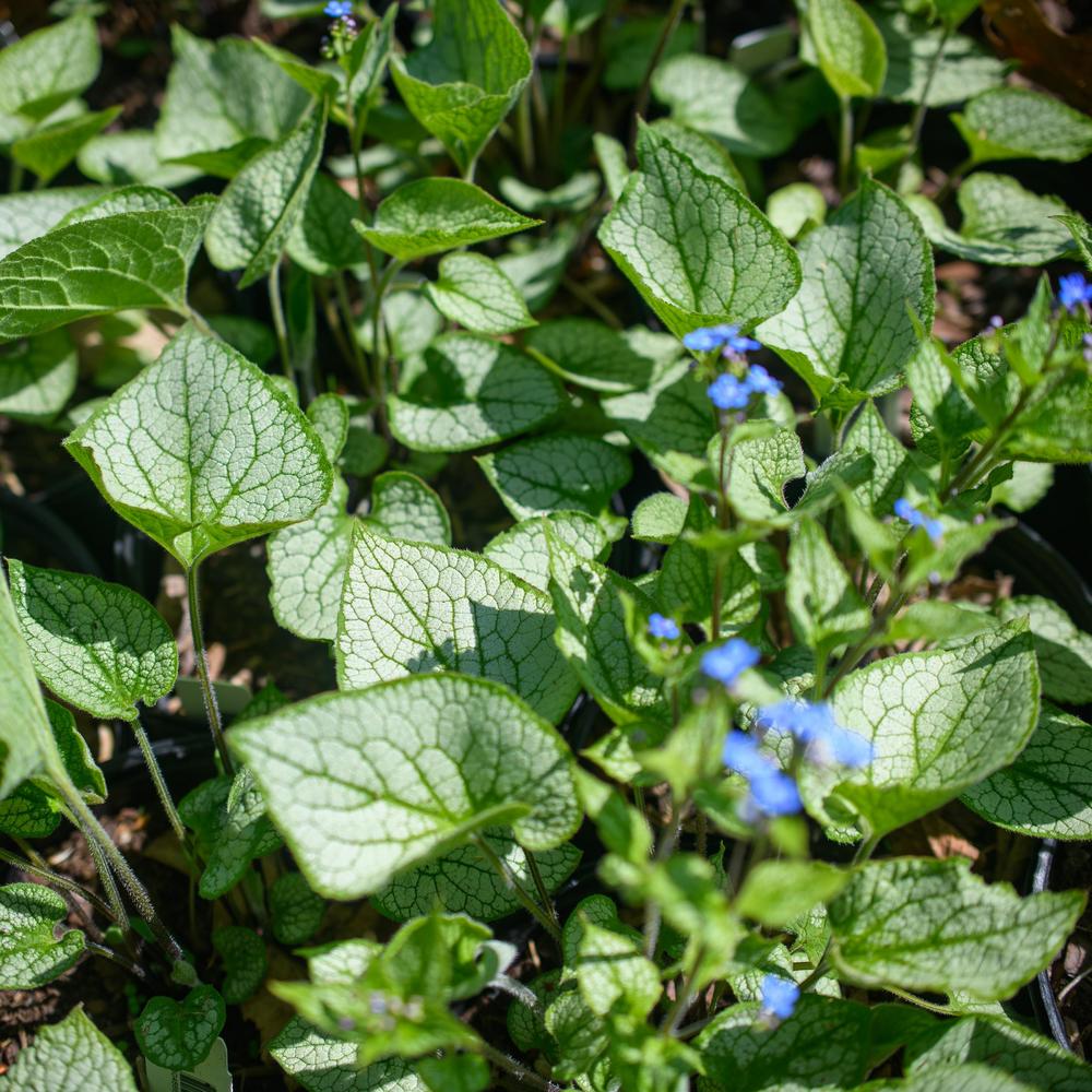 Brunnera macrophylla 'Sterling Silver' - Garden.org