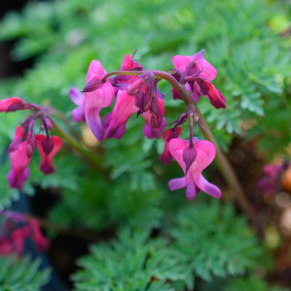 Bleeding Heart (Dicentra 'Candy Hearts') in the Bleeding Hearts ...