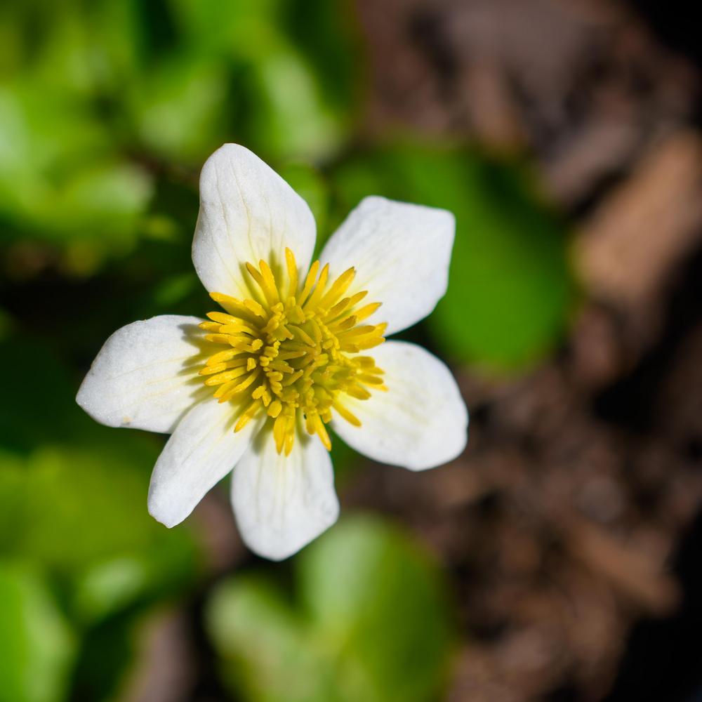 Photo of the bloom of Caltha alba posted by ljones88 - Garden.org