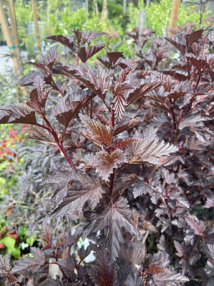 Eastern Ninebark (Physocarpus opulifolius Darkstar®) in the Ninebarks ...