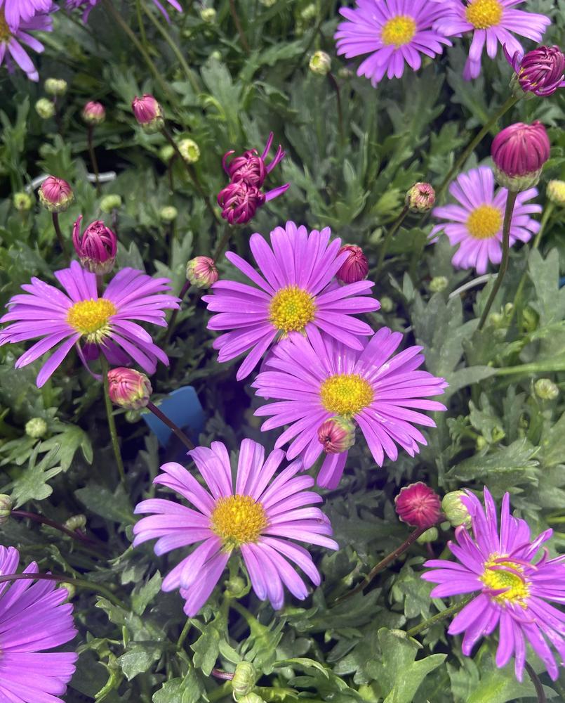 Swan River Daisy (Brachyscome Fresco™ Purple) - Garden.org