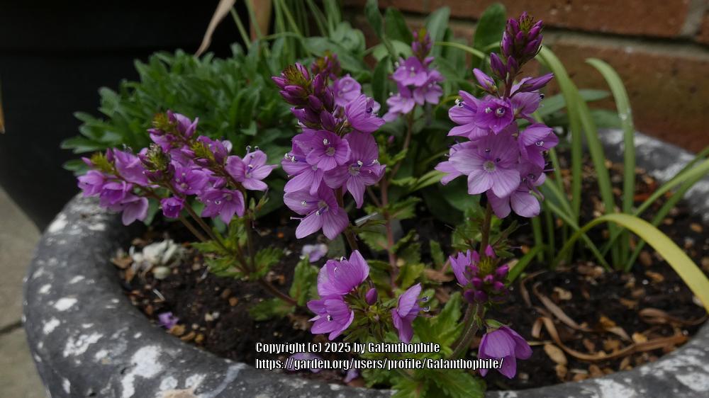 Photo of the bloom of Prostrate Speedwell (Veronica prostrata 'Mrs. Holt') posted by ...
