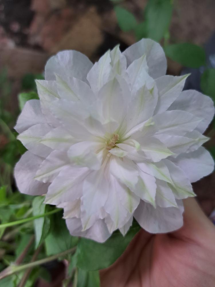 Clematis 'Louise Rowe' in the Clematis Database - Garden.org