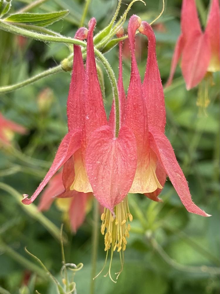Photo of the bloom of Eastern Red Columbine (Aquilegia canadensis ...