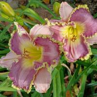 Photo of the bloom of Daylily (Hemerocallis 'Raspberry Eclipse') posted ...