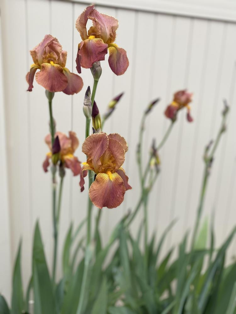 Photo of the entire plant of Tall Bearded Iris (Iris 'Wasatch Chief ...