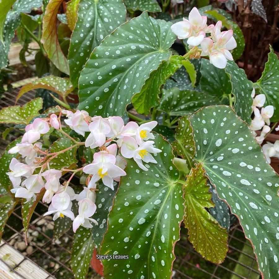 Begonia 'Harmony's Allure' in the Begonias Database - Garden.org